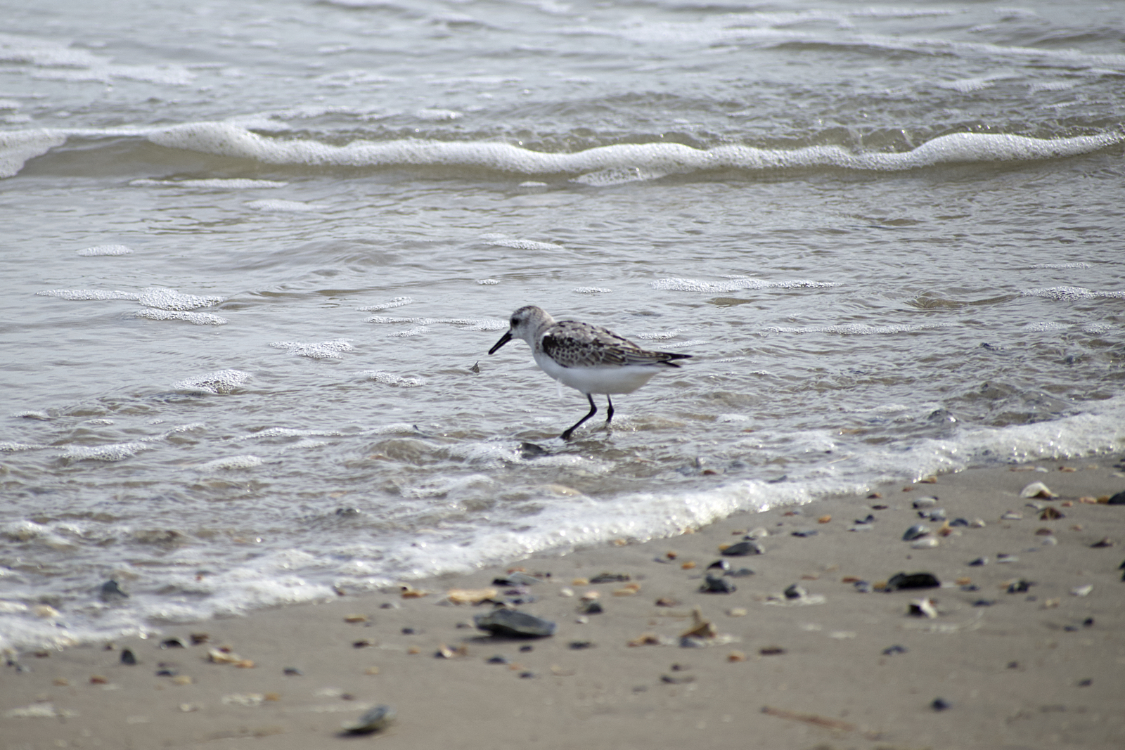 Outer Banks Animals Archives - The Blog